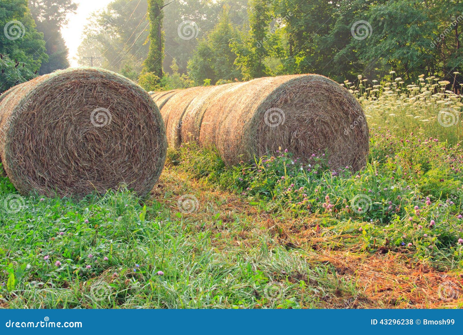 Round Hay Bails stock photo. Image of round, flowers - 43296238