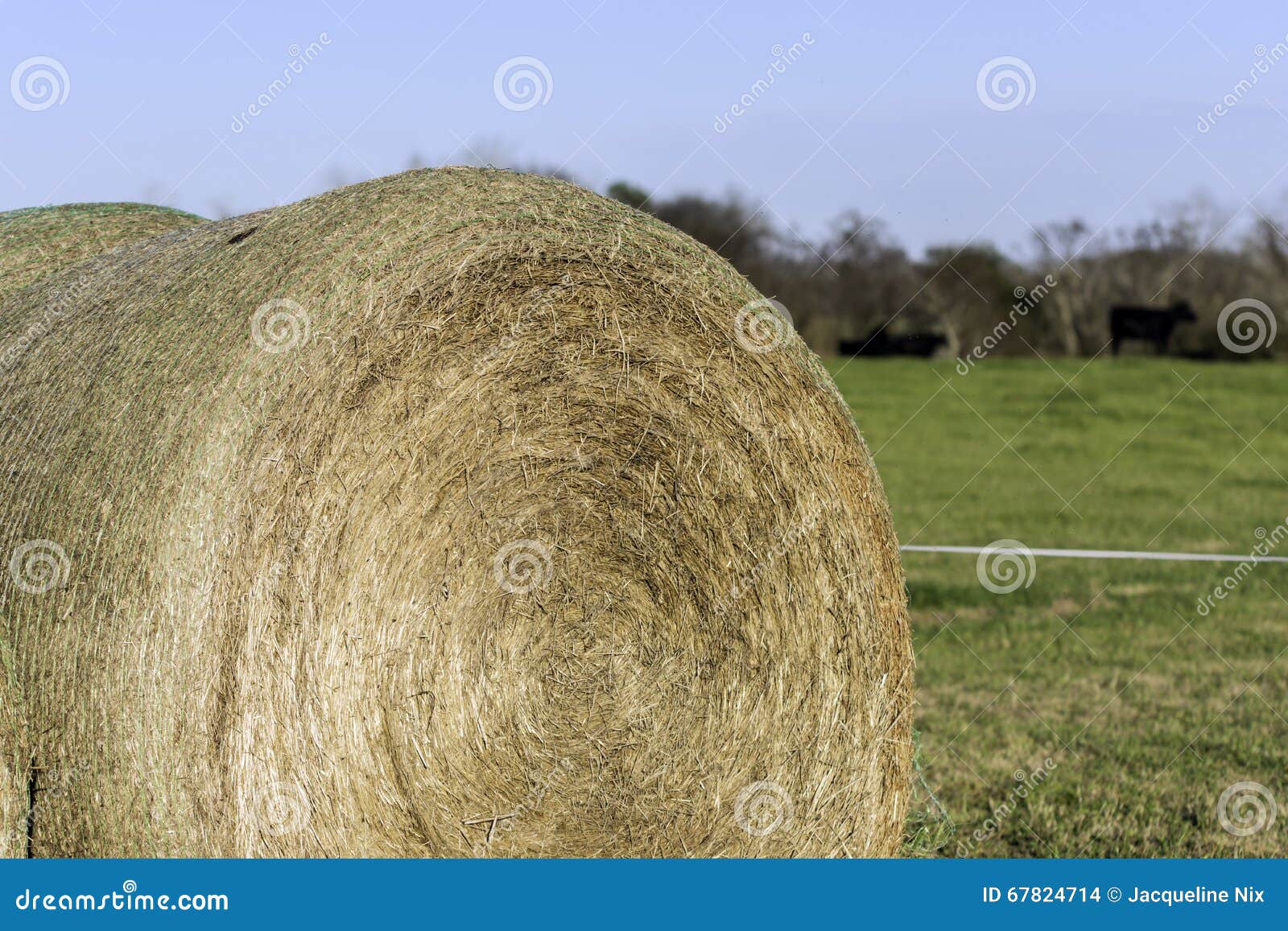 Round Hay Bale with Cattle in the Background Stock Photo - Image of ...