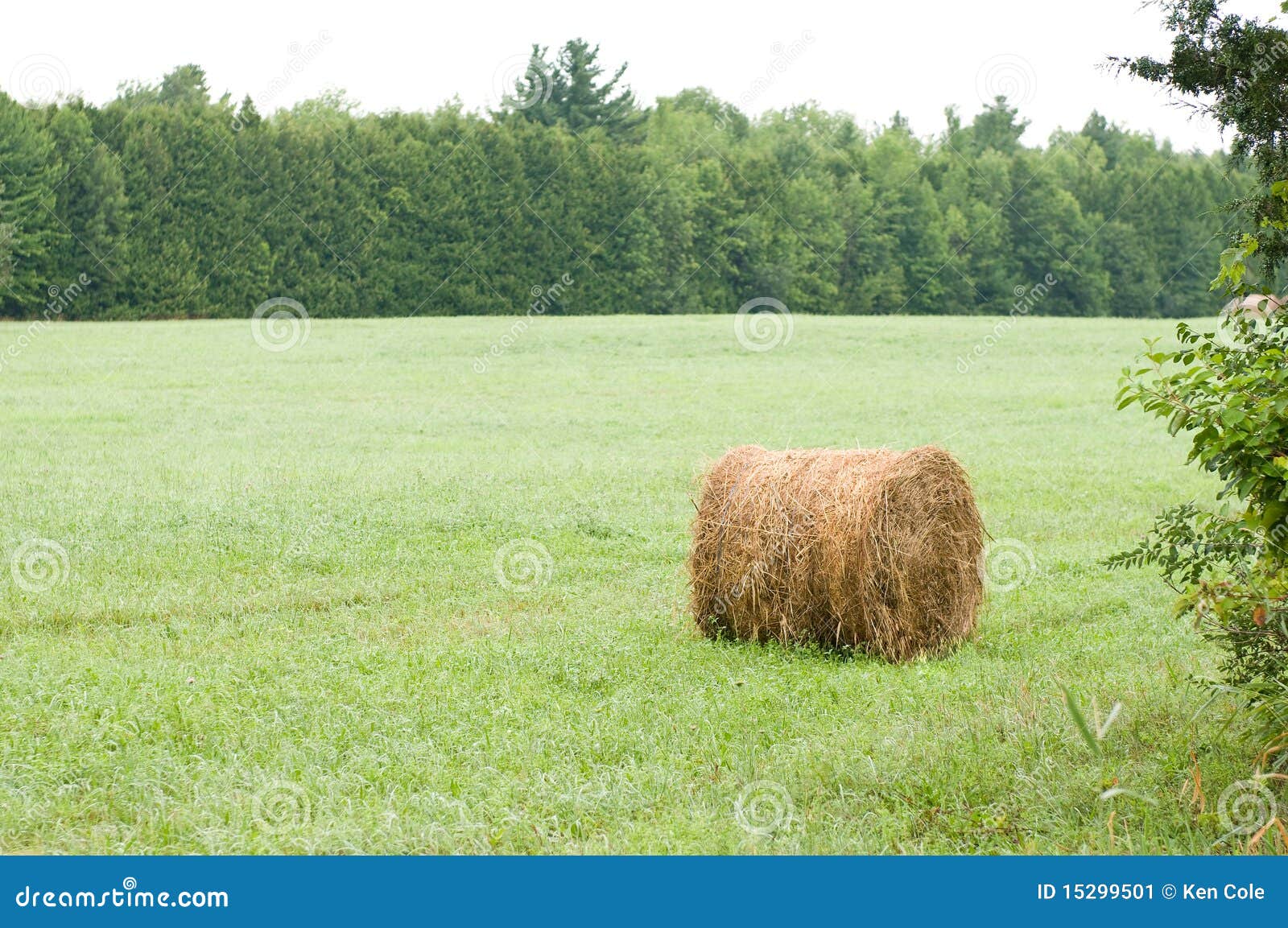Round Hay Bale In Field Royalty-Free Stock Photography | CartoonDealer ...