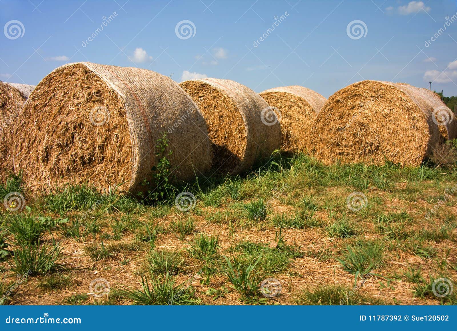 Round hay bales stock photo. Image of circular, agricultural - 11787392
