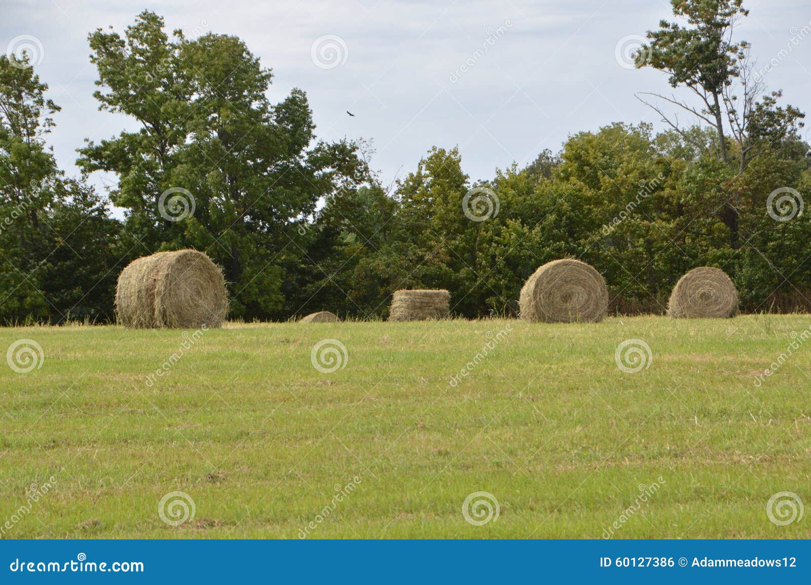 Round hay bales stock photo. Image of nature, plants - 60127386