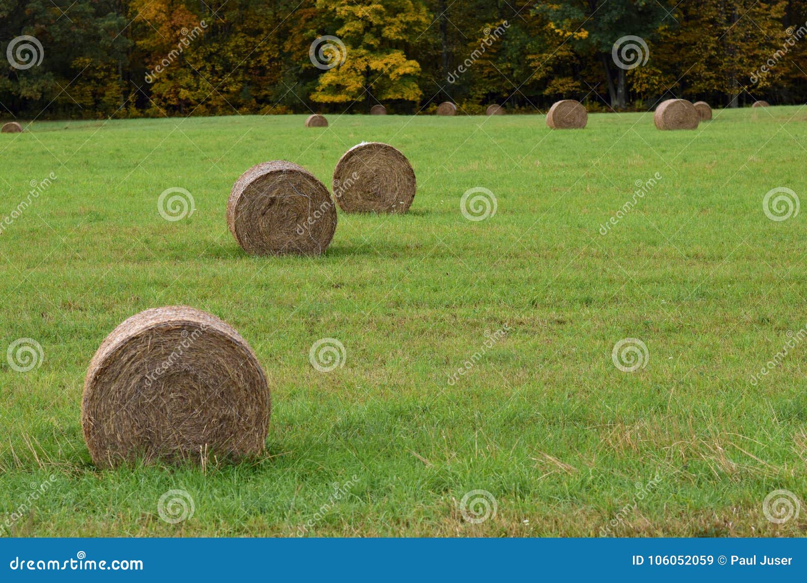 Round Hay Bales in the Field Stock Image - Image of fodder, harvest ...