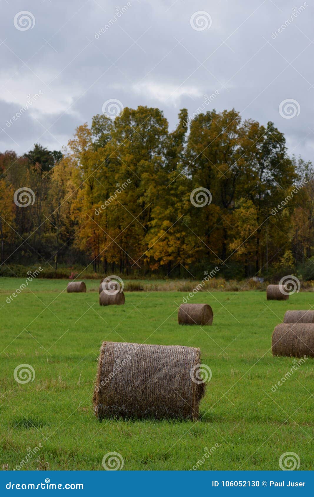 Round Hay Bales in the Field Stock Photo - Image of meadow, farm: 106052130