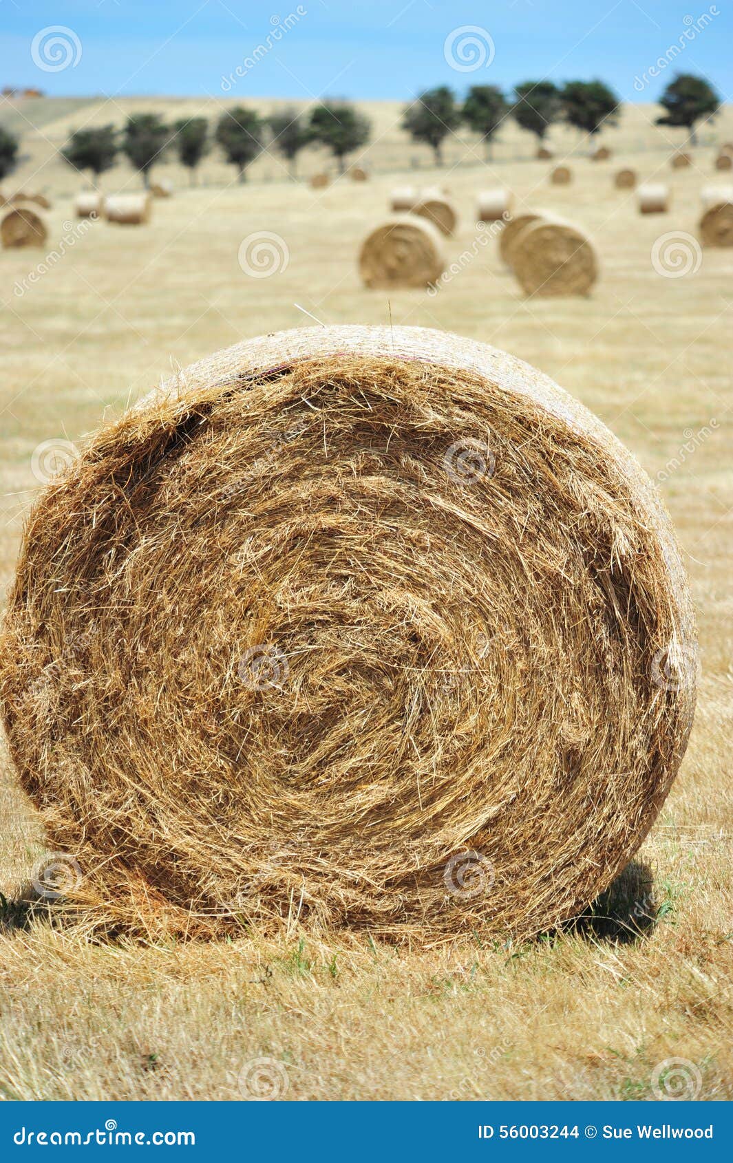 Round Hay Bales stock photo. Image of landscapes, paddock - 56003244