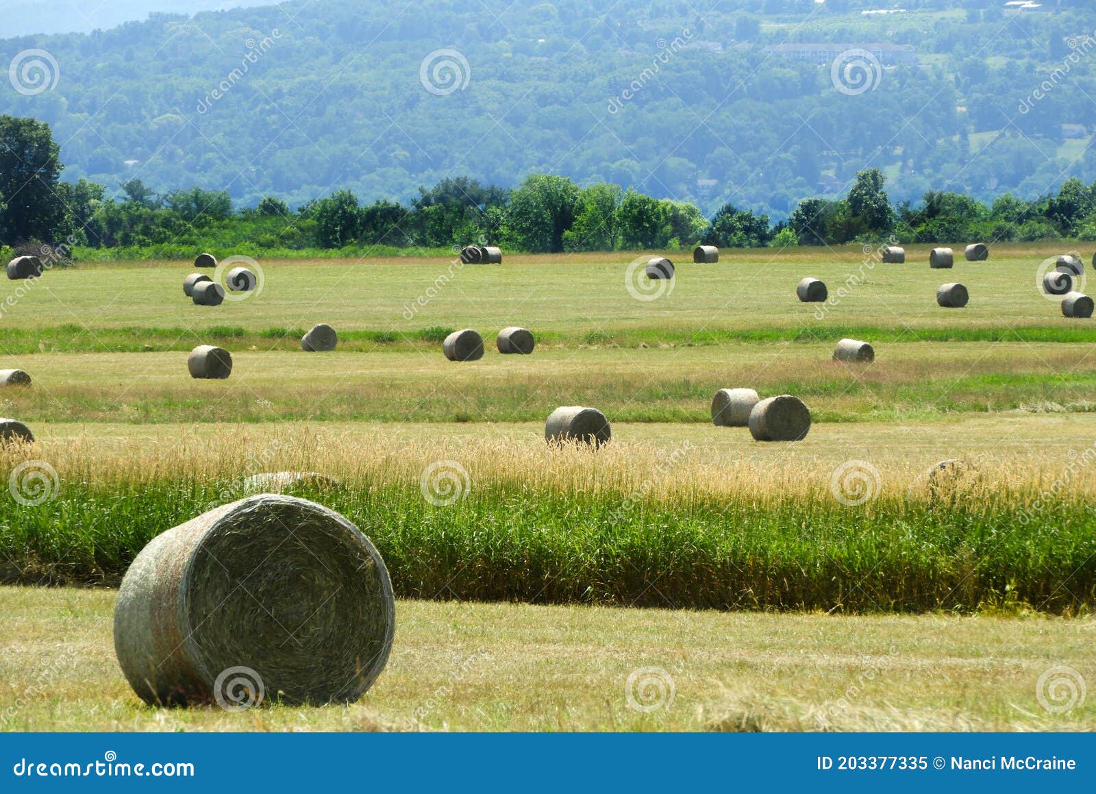 Round Hay Bales in Pasture Above Cayuga Lake Fingerlakes Stock Image ...