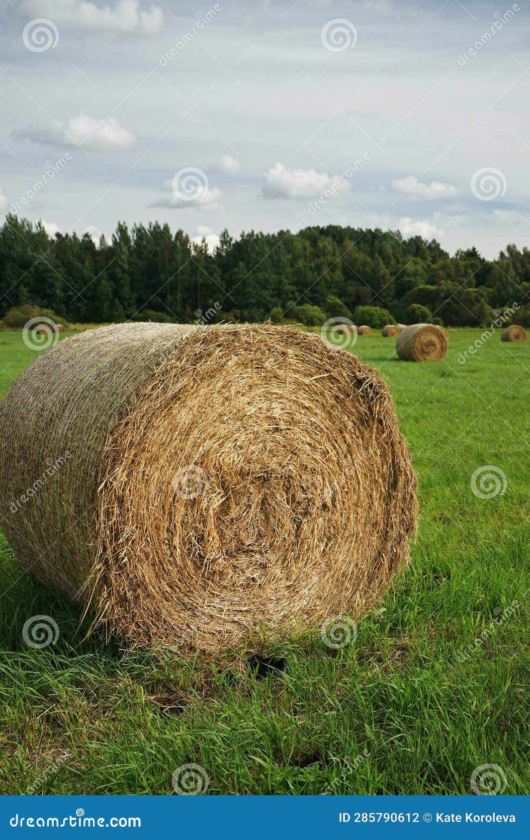 Round Haystack in a Field Against the Backdrop of a Forest in the Rays ...