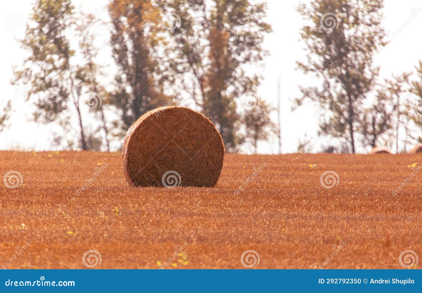 Round Haystacks on the Field Stock Photo - Image of golden, country ...