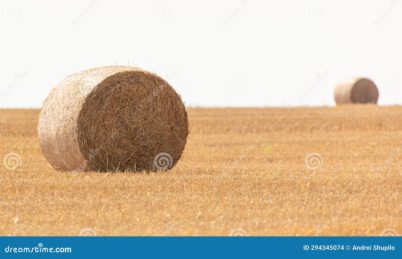 Round Haystacks on the Field Stock Photo - Image of golden, landscape ...