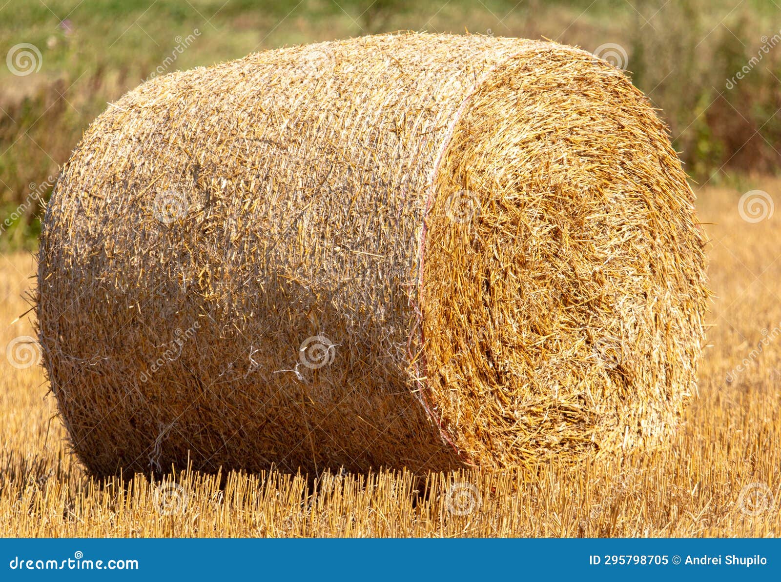 Round Haystacks on the Field Stock Image - Image of farmland ...