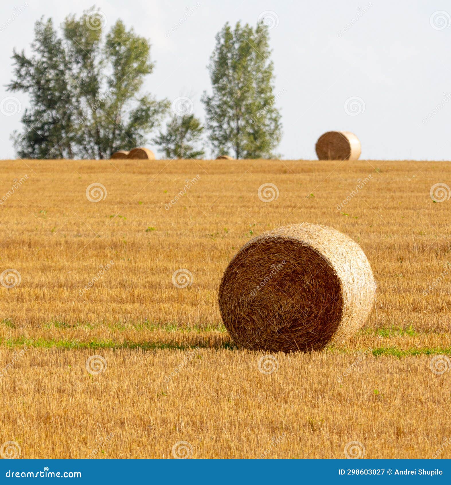 Round haystacks in a field stock image. Image of yellow - 298603027