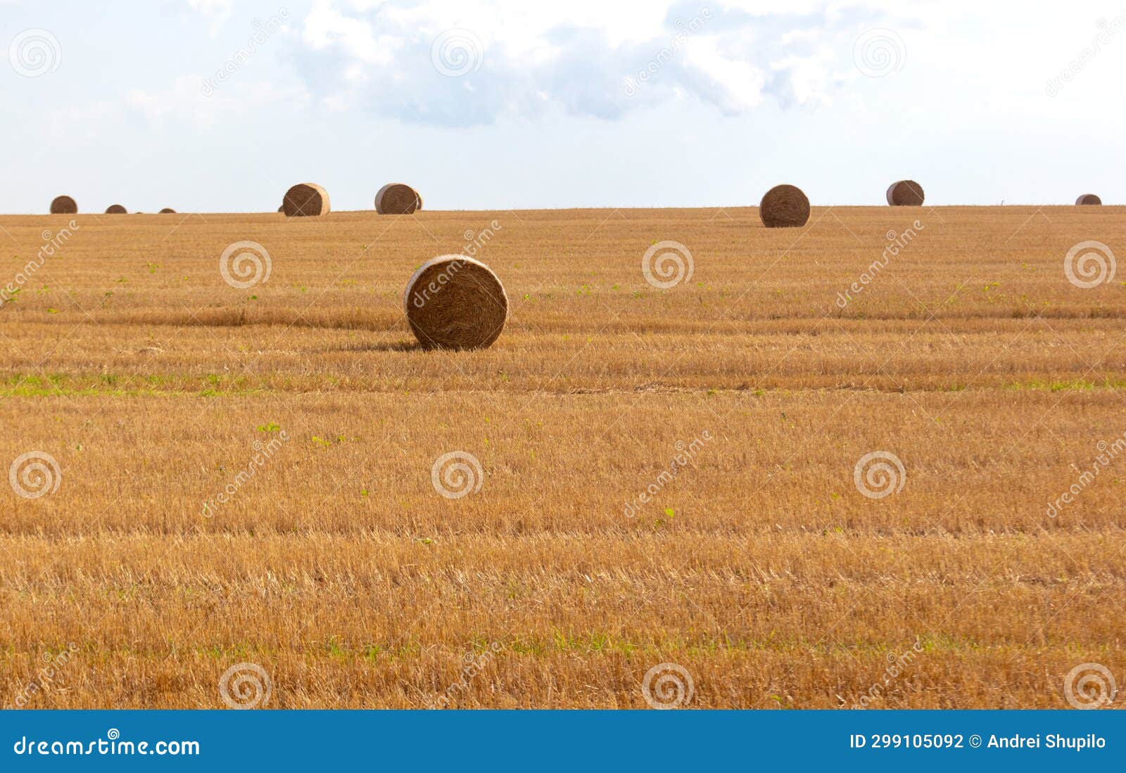 Round haystacks in a field stock photo. Image of season - 299105092