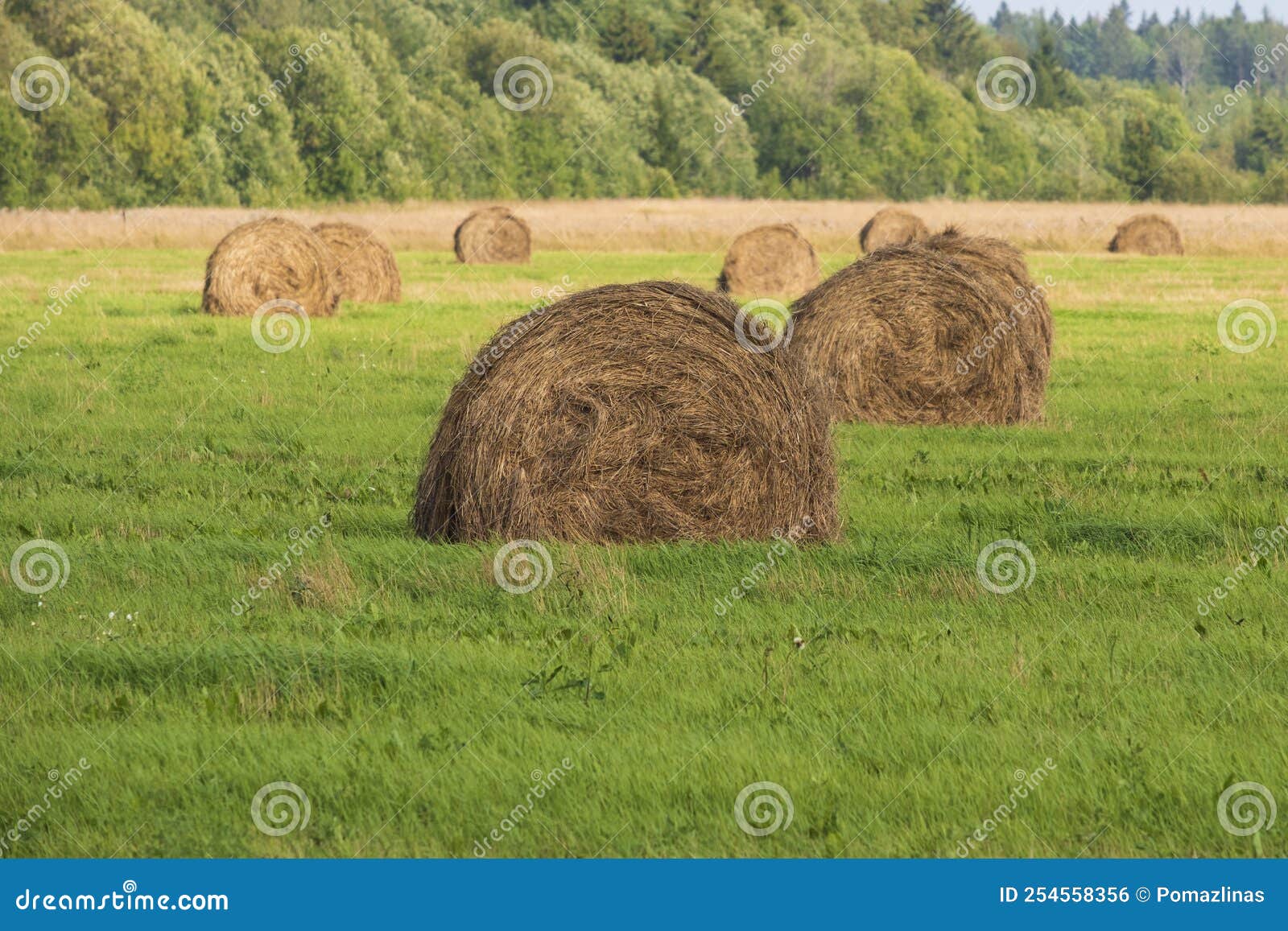 Round Haystacks on a Field in a Village in Autumn Stock Photo - Image ...