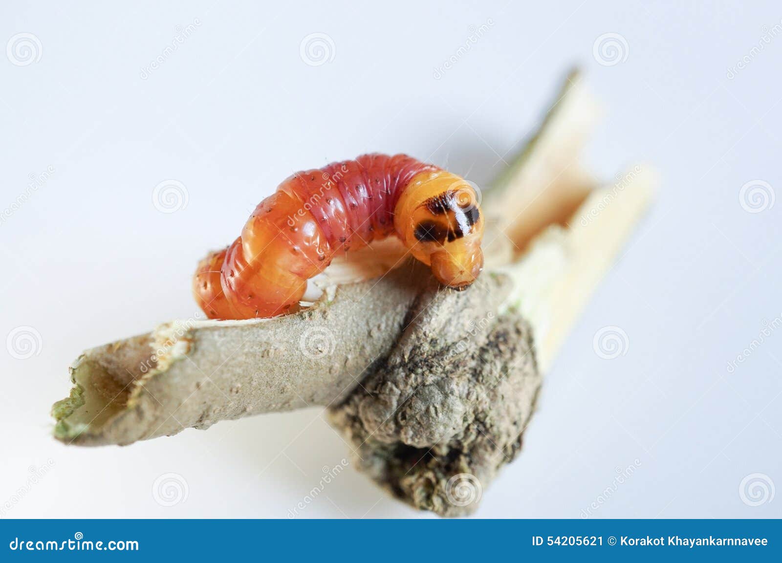 Round Headed Borer larva. stock image. Image of larva - 54205621