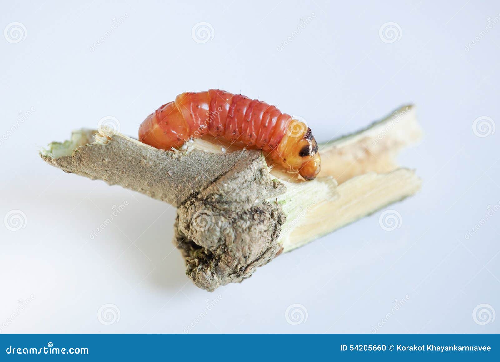 Round Headed Borer larva. stock photo. Image of little - 54205660