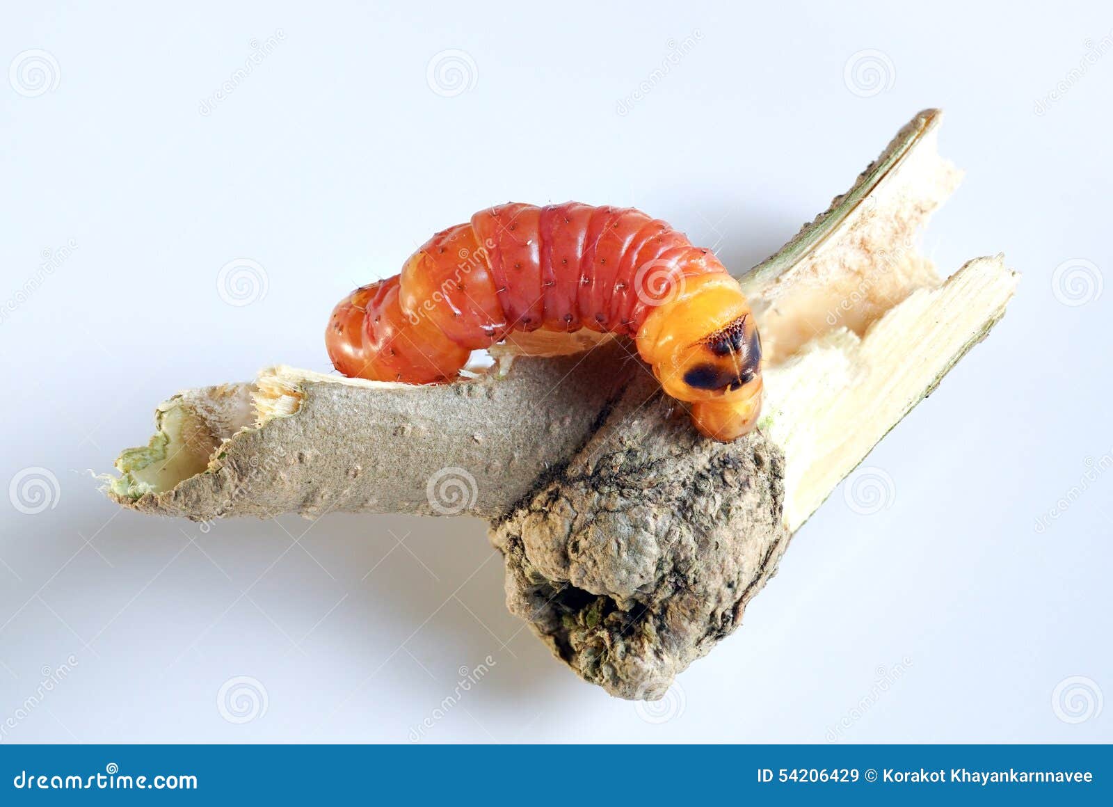 Larva Of Woodworm Lives Under Pine Bark. Common Furniture Beetle Stock ...