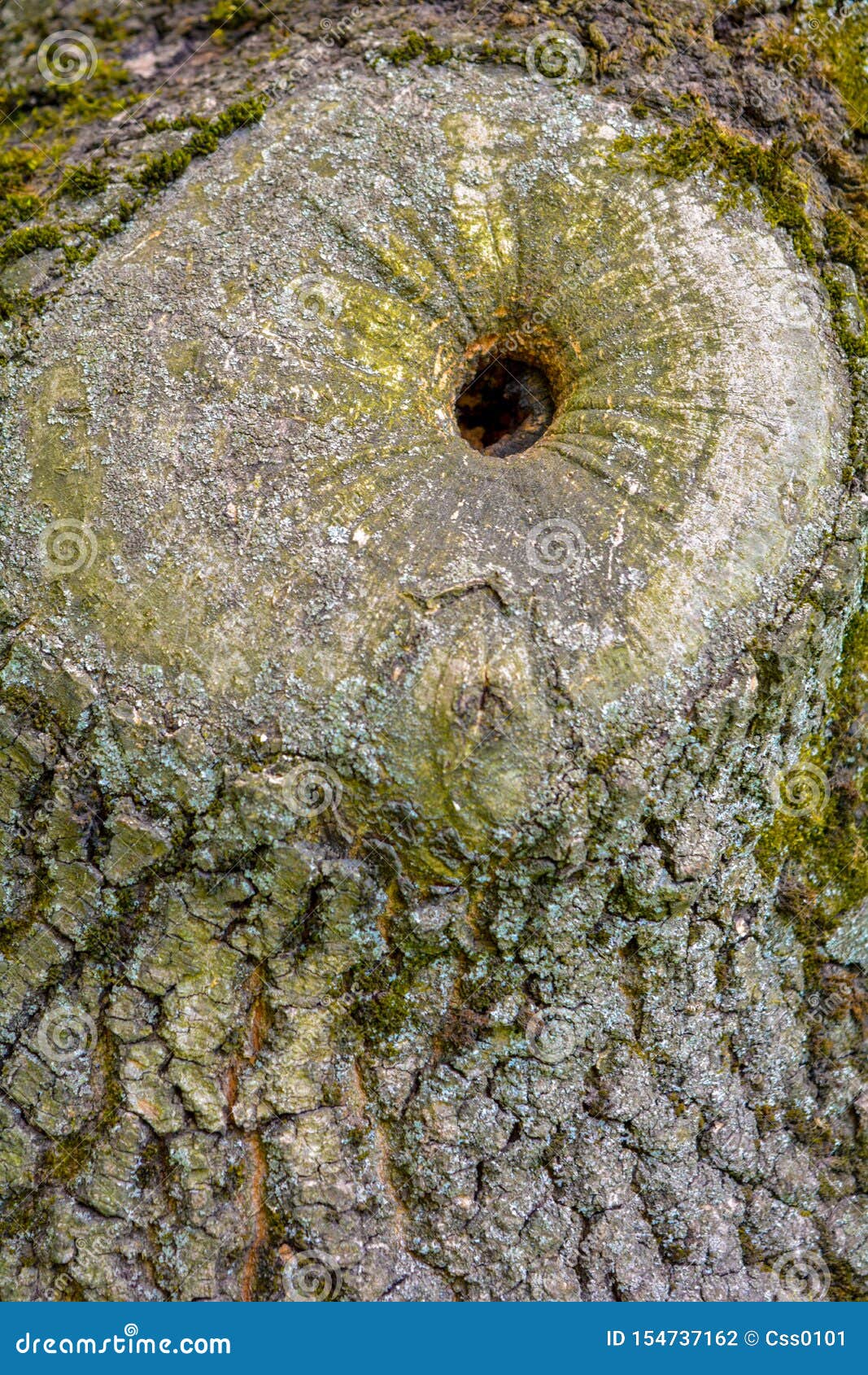 Round Hole with a Growth on a Tree Trunk from a Broken Tree Branch ...