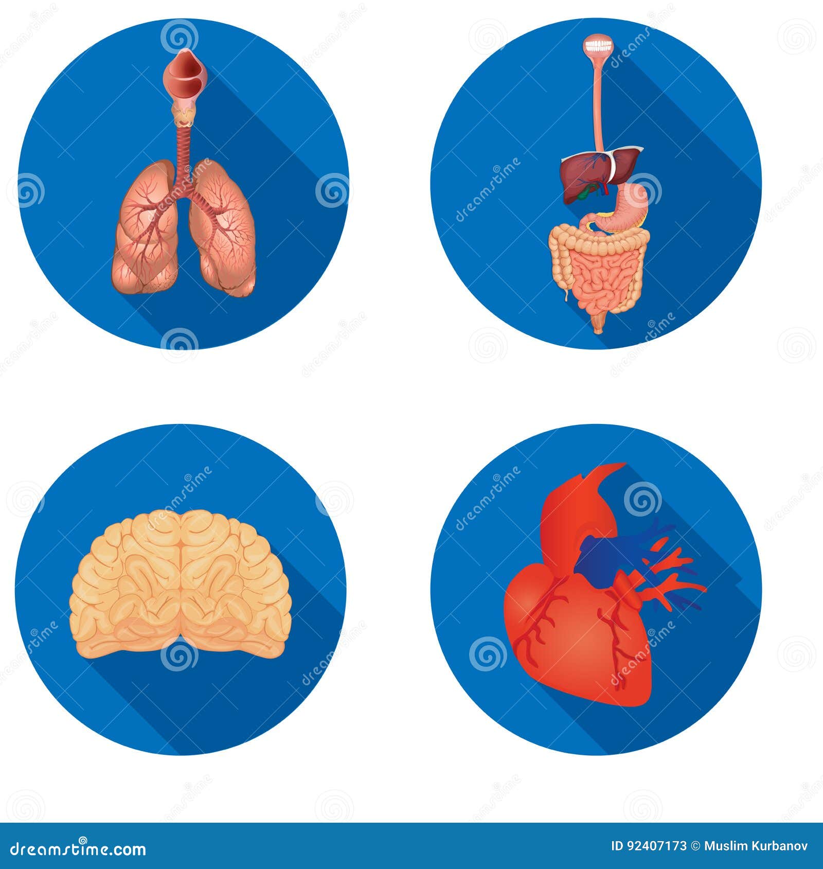 Round Icons Of Internal Human Organs Flat Design Royalty-Free Stock ...