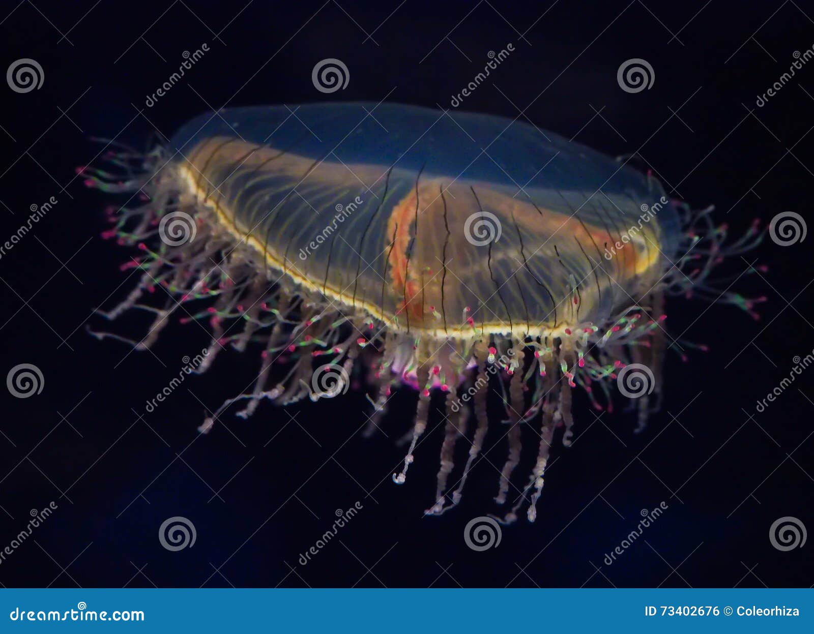 Round jellyfish stock photo. Image of aquarium, line - 73402676