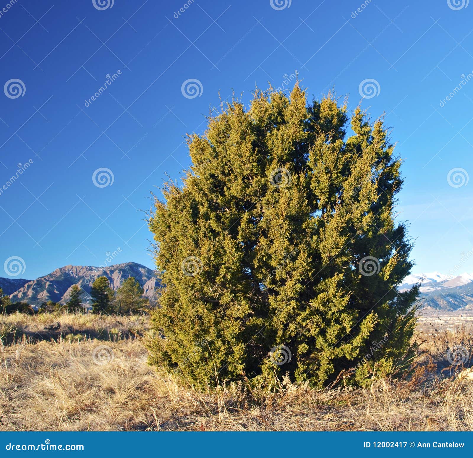 Round Juniper Tree stock image. Image of open, still - 12002417