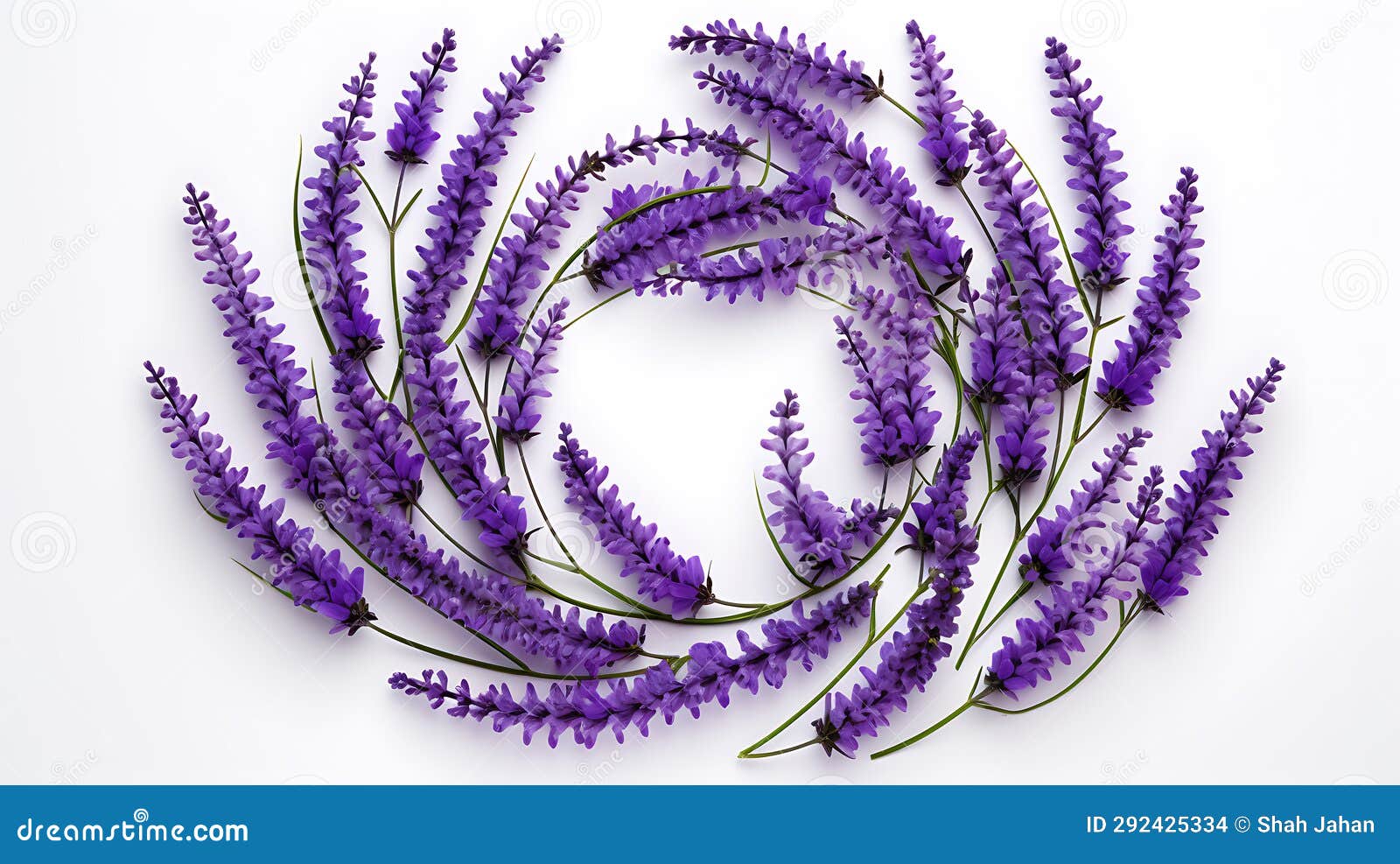 Round Lavender Flowers on White Background Stock Illustration ...