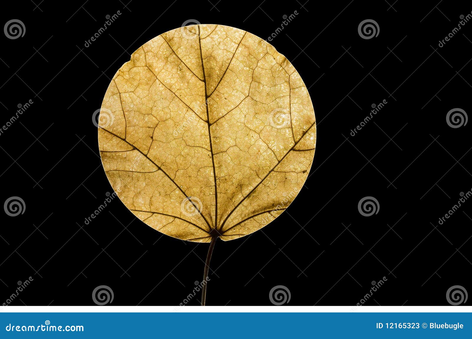Round leaf stock image. Image of lateral, texture, soft - 12165323