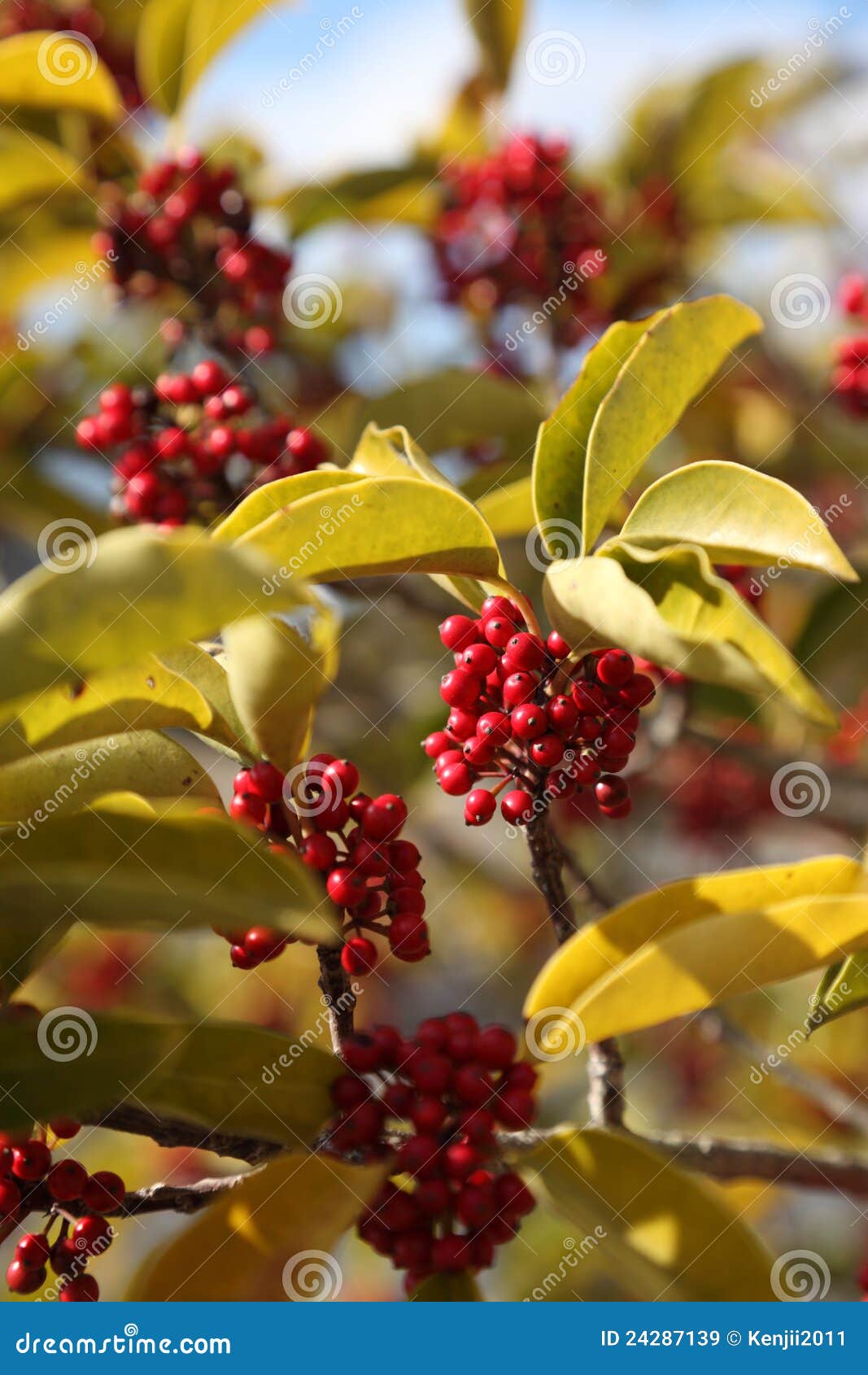 Round Leaf Royalty-Free Stock Photography | CartoonDealer.com #12165323