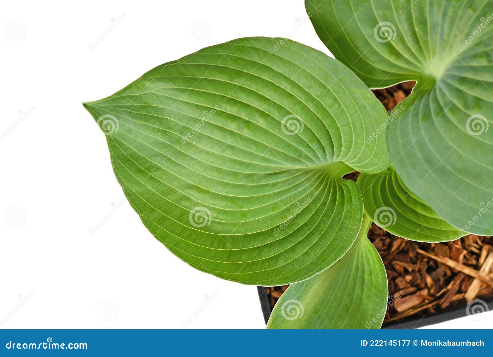 Round Leaf Border - Wreath Circle Of Yellow Leaves On The Blue ...
