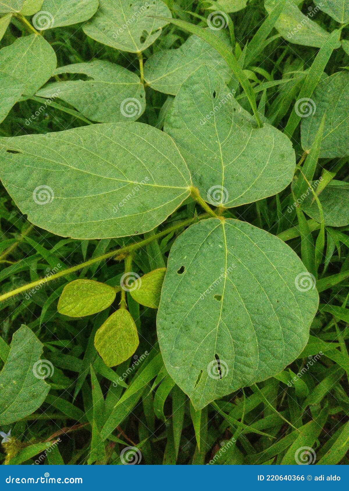 3 Round Leaf Texture that Grows Wild among the Green Grass. in the ...