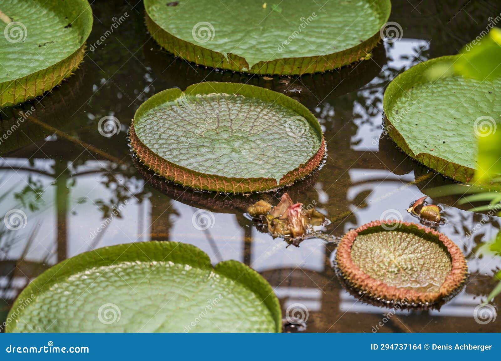 Leaf of Victoria Amazonica Plant Stock Photo - Image of botany, rural ...