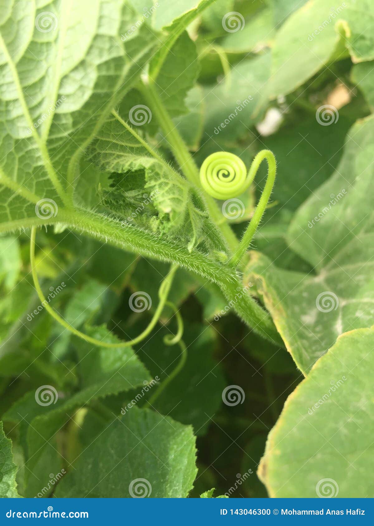 Round leave stock photo. Image of growing, leave, green - 143046300