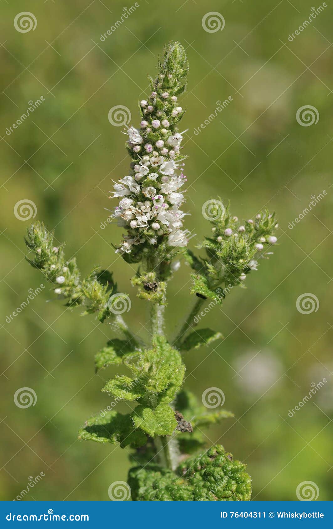 Round-leaved Mint stock image. Image of hairy, suaveolens - 76404311