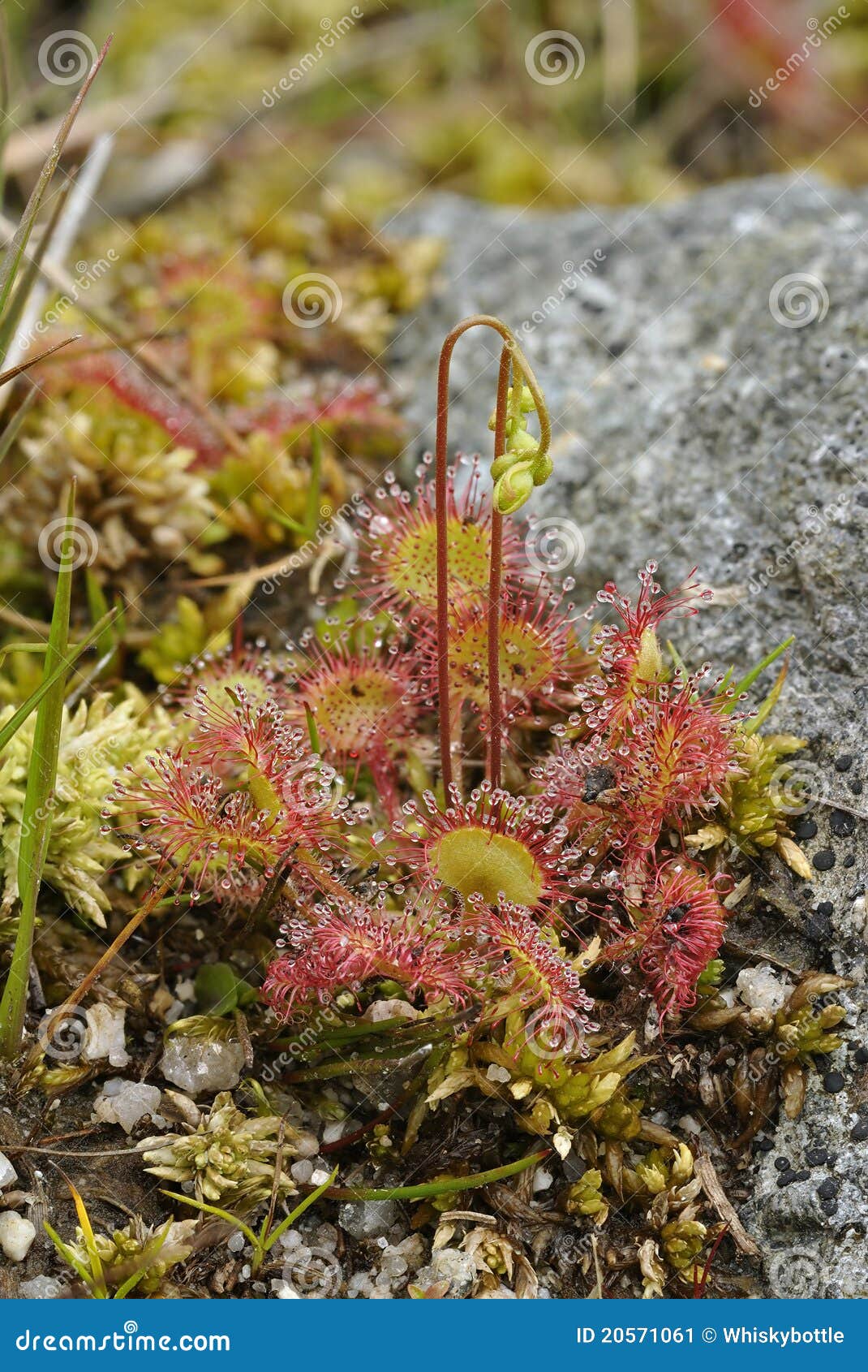 Round-leaved Sundew stock image. Image of droseraceae - 20571061