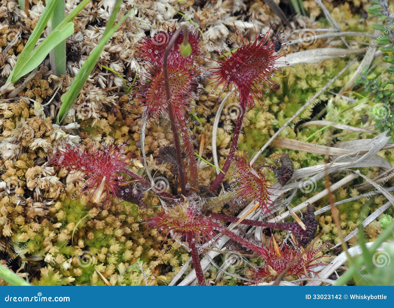 Round-leaved Sundew stock photo. Image of flower, heathland - 33023142