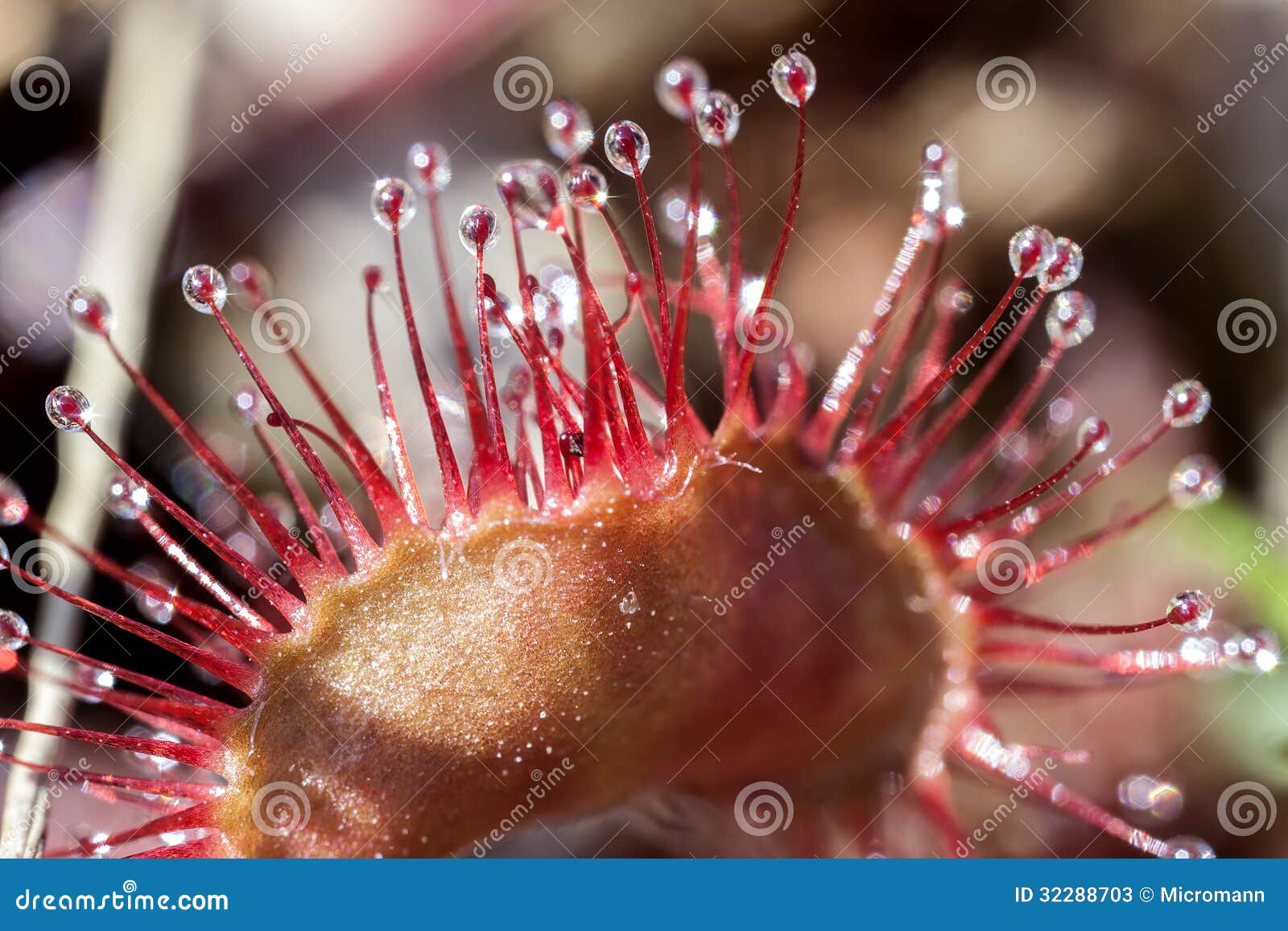 Round-leaved Sundew - Fly Trap Stock Image - Image of list, animal ...