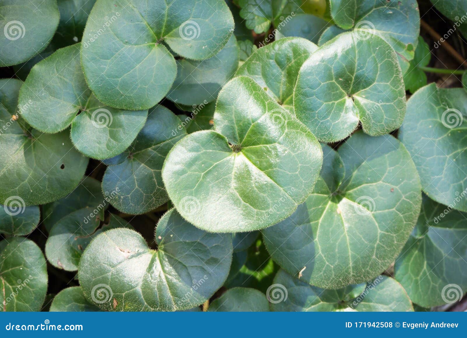 Round Leaves of Grass Close-up. Background Stock Photo - Image of ...