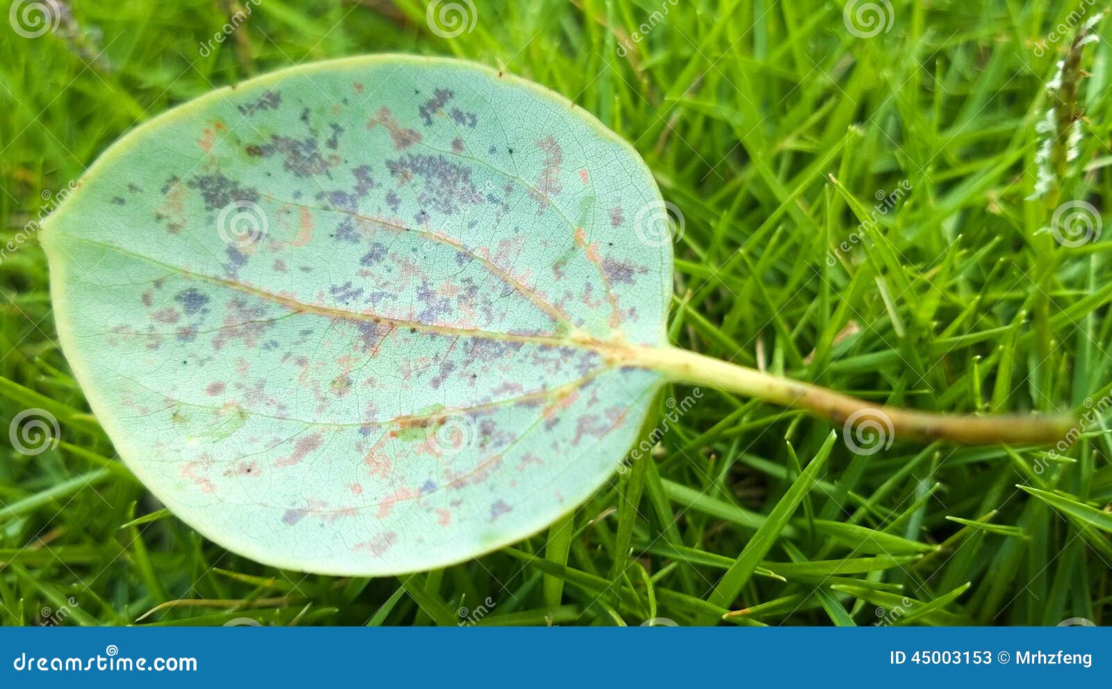 The Round Leaves Of Water Lilies Stock Photography | CartoonDealer.com ...