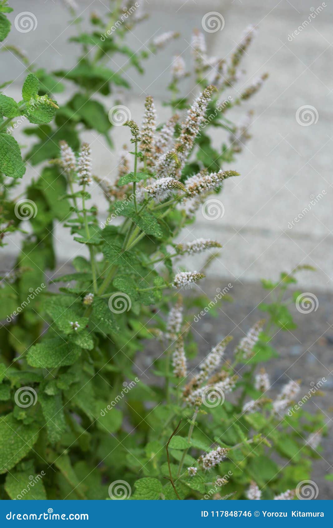 Apple mint stock photo. Image of leaves, background - 117848746