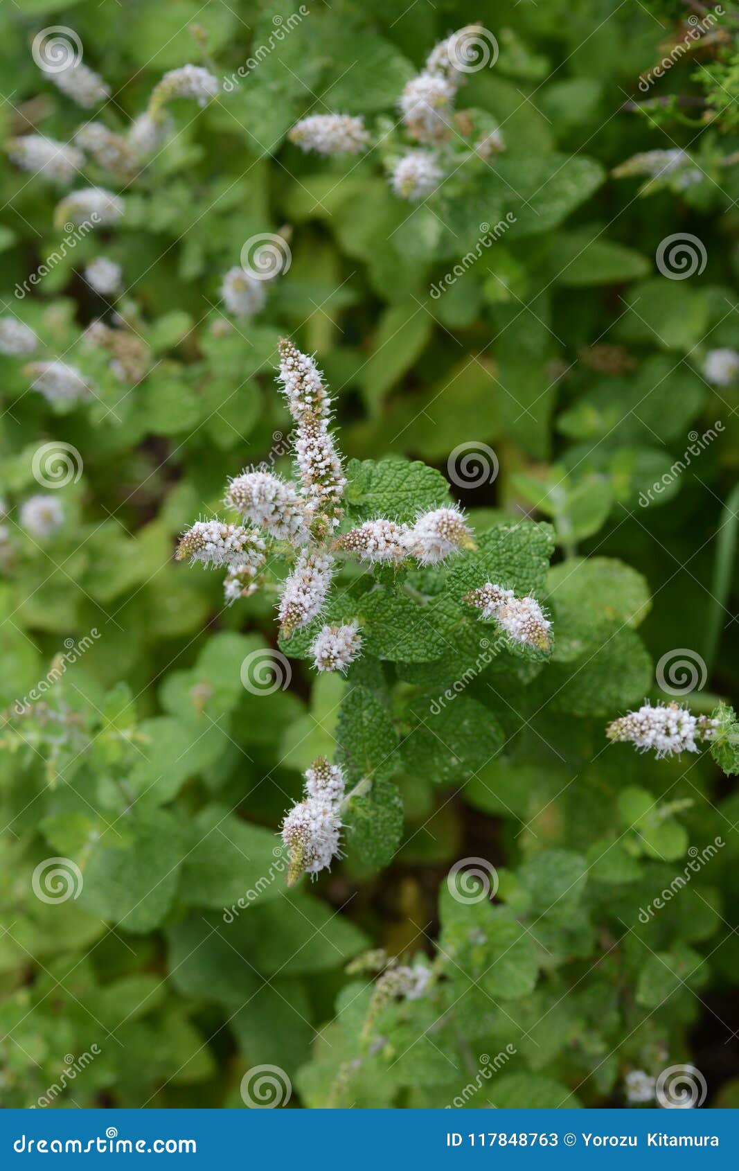 Apple mint stock image. Image of natural, potted, nature - 117848763