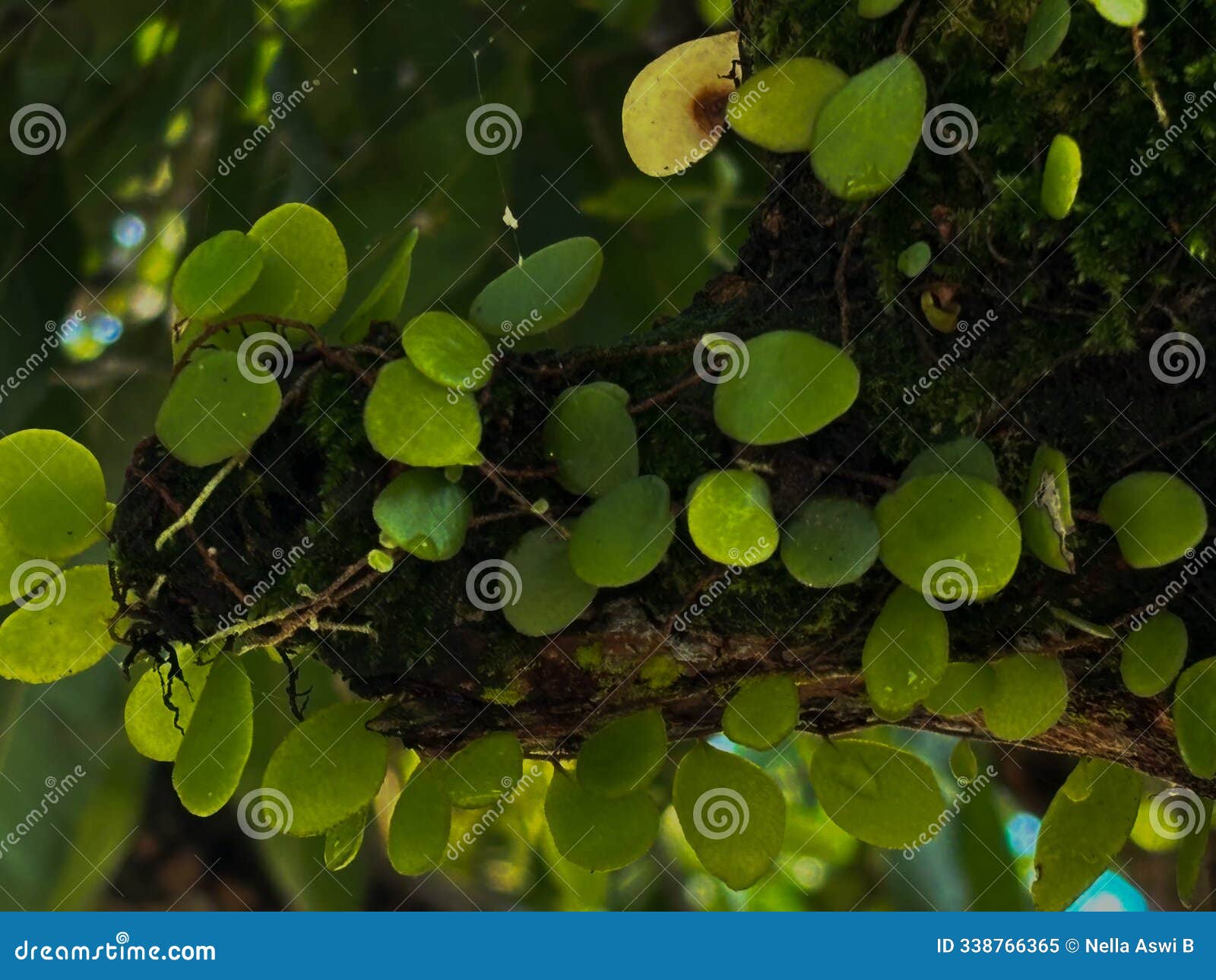 Round Leaves Of The Peperomia Polybotya Plant Stock Image ...
