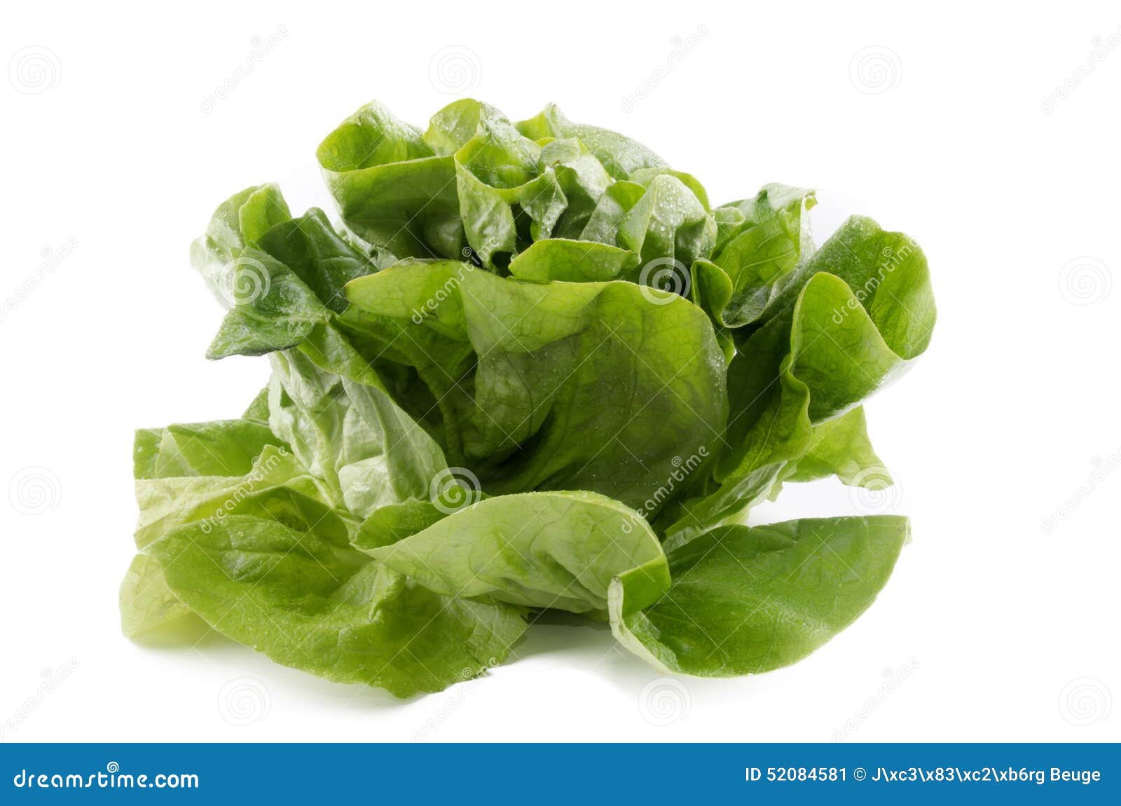 Round Lettuce on White Background Stock Image - Image of single, health ...