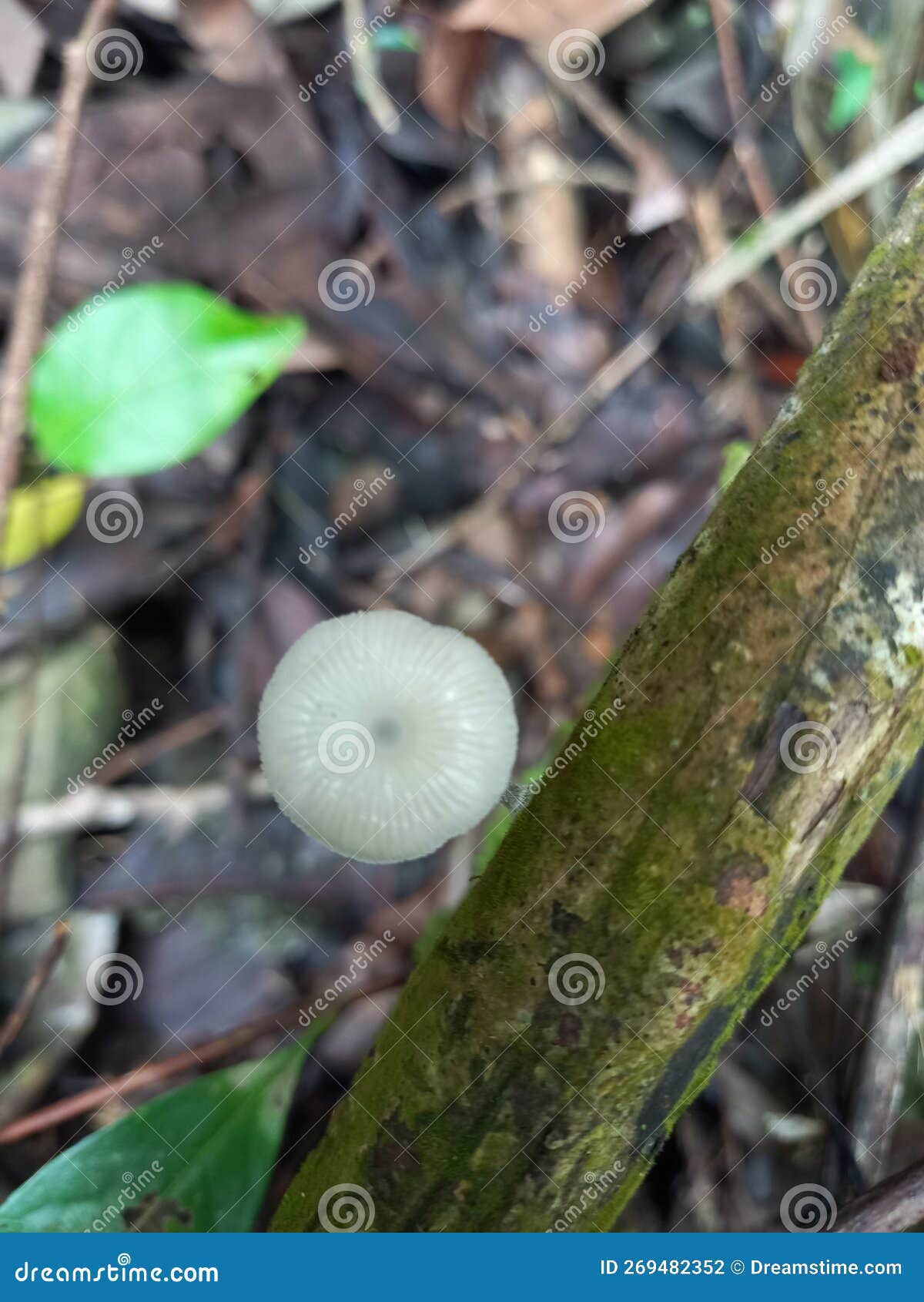 A round little fungus stock photo. Image of white, green - 269482352