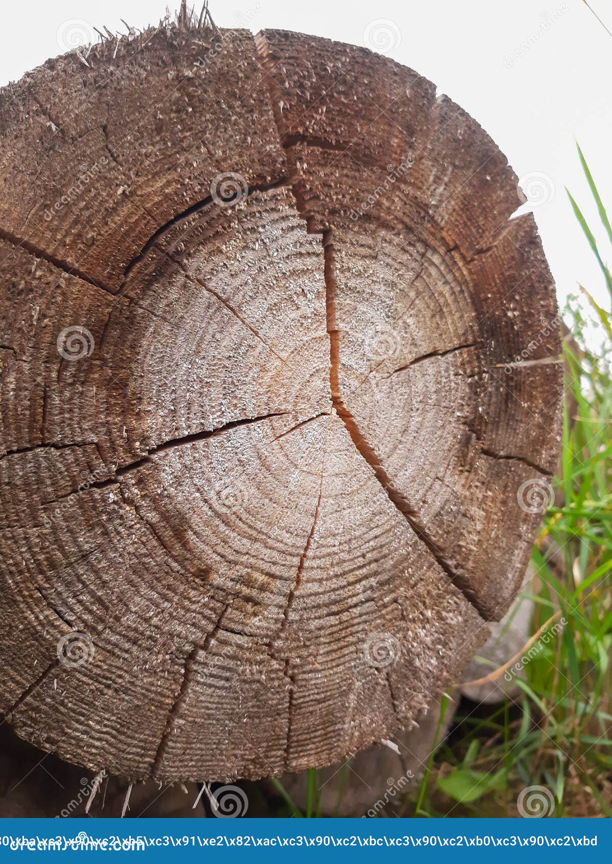 Round Log of a Tree Trunk with Cracks in the Wooden Texture on a Round ...