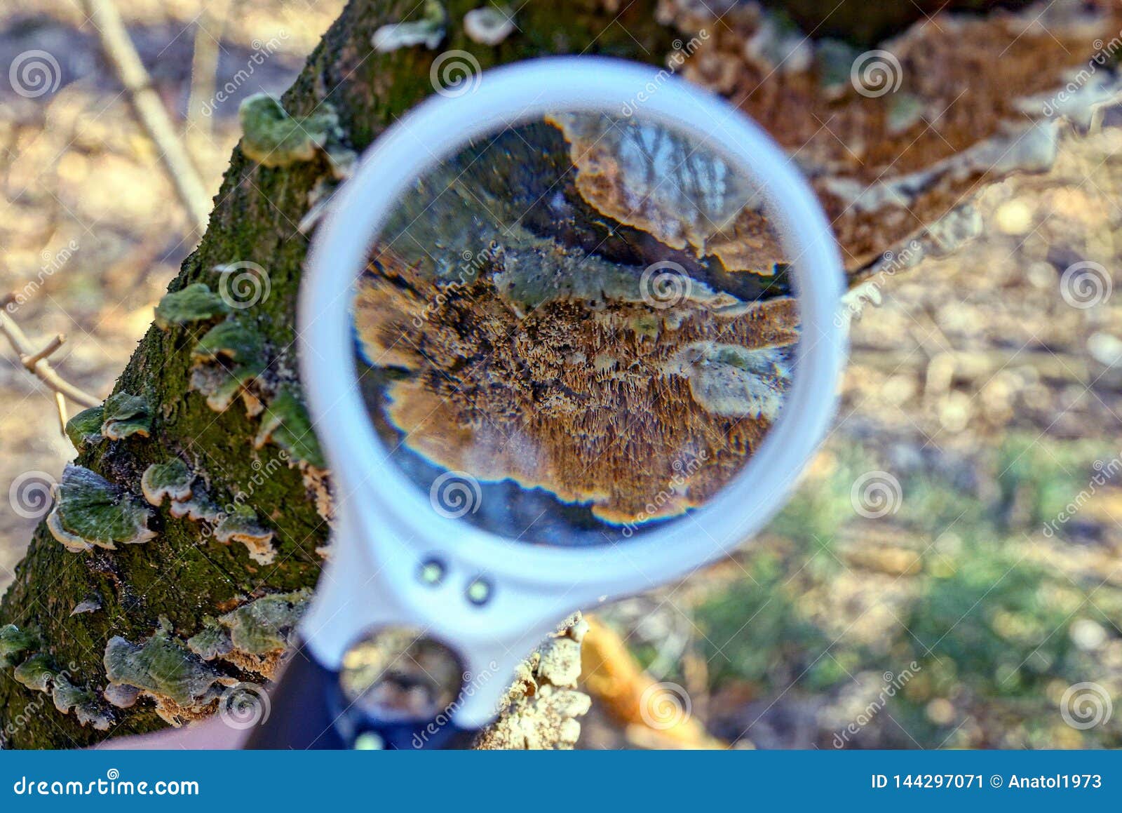 Round Magnifier Increases Brown Moss on a Tree Branch Stock Image ...