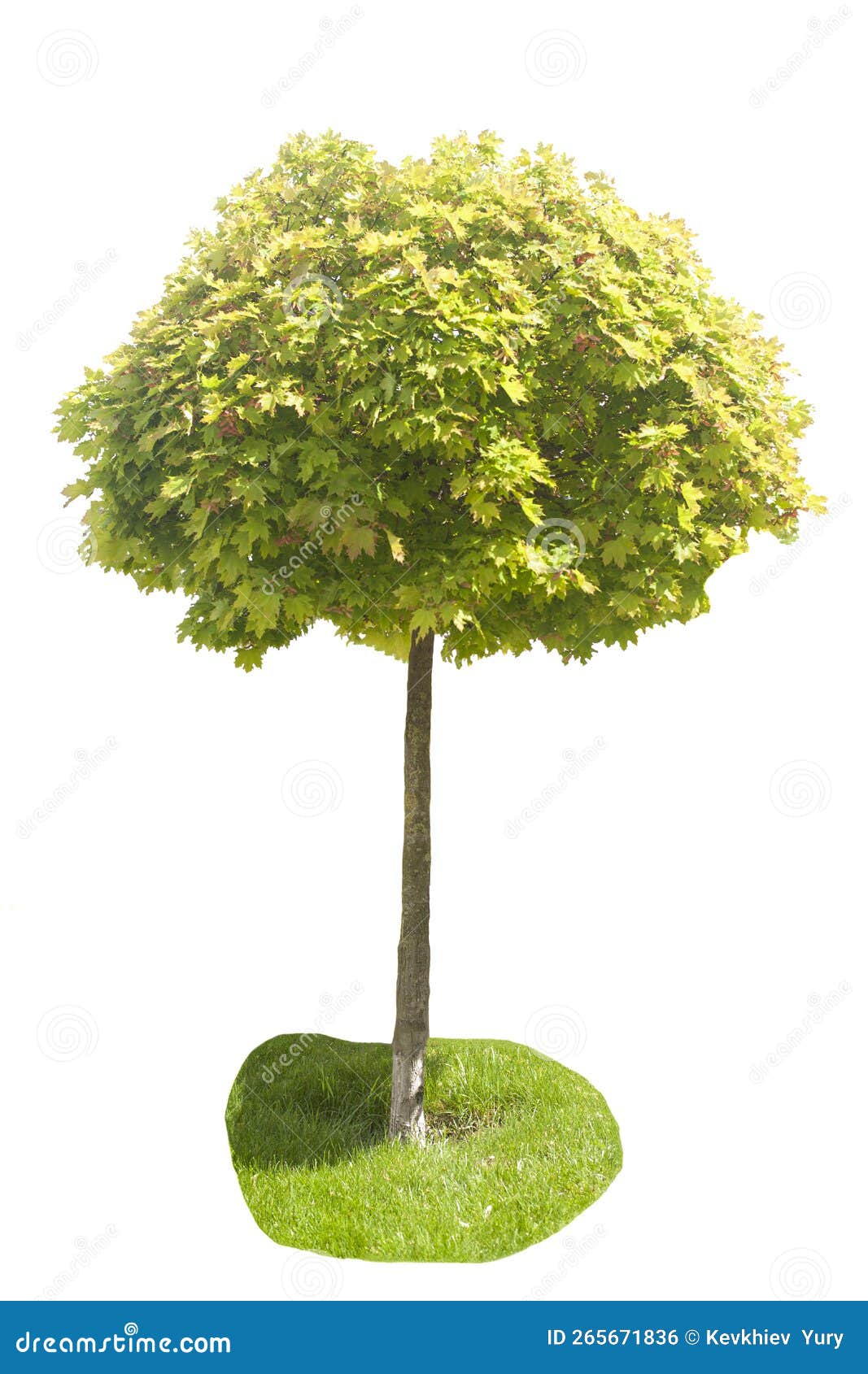 Round Maple Tree Isolated on White Background Stock Photo - Image of ...