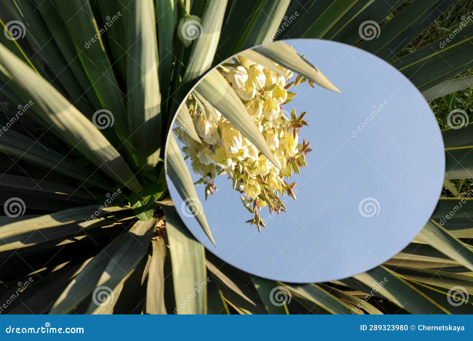 Round Mirror on Beautiful Plant Reflecting Flowers and Sky Stock Photo ...