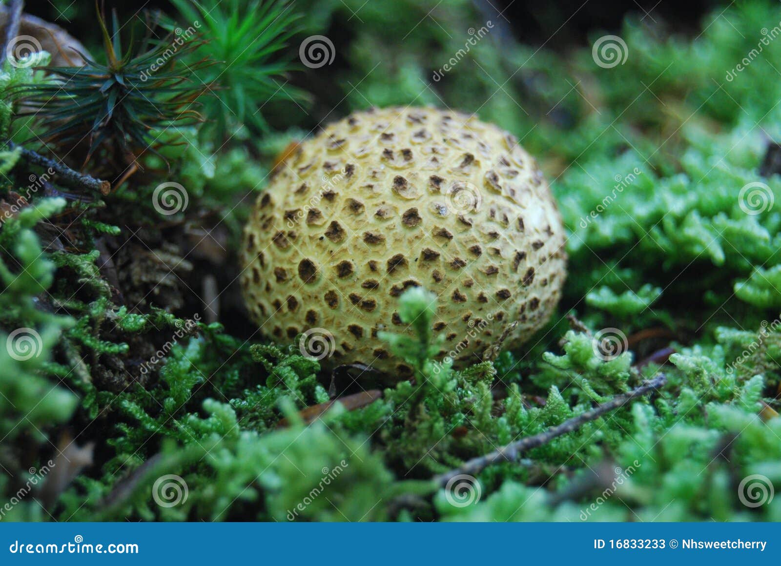 Round Mushroom stock image. Image of twigs, mossy, green - 16833233