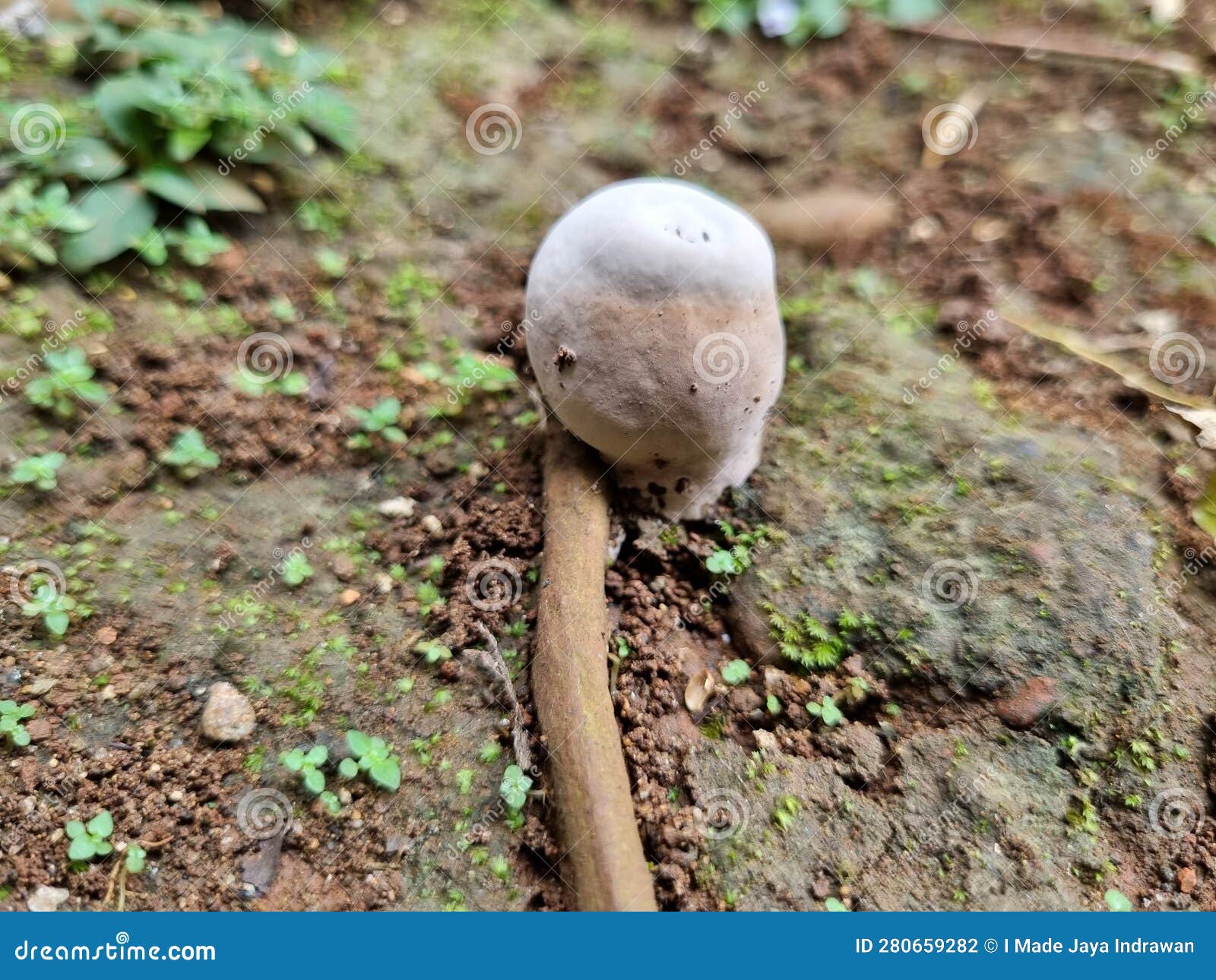 Round Mushroom Mold Fungus Mildew Stock Photo - Image of fungus, mold ...