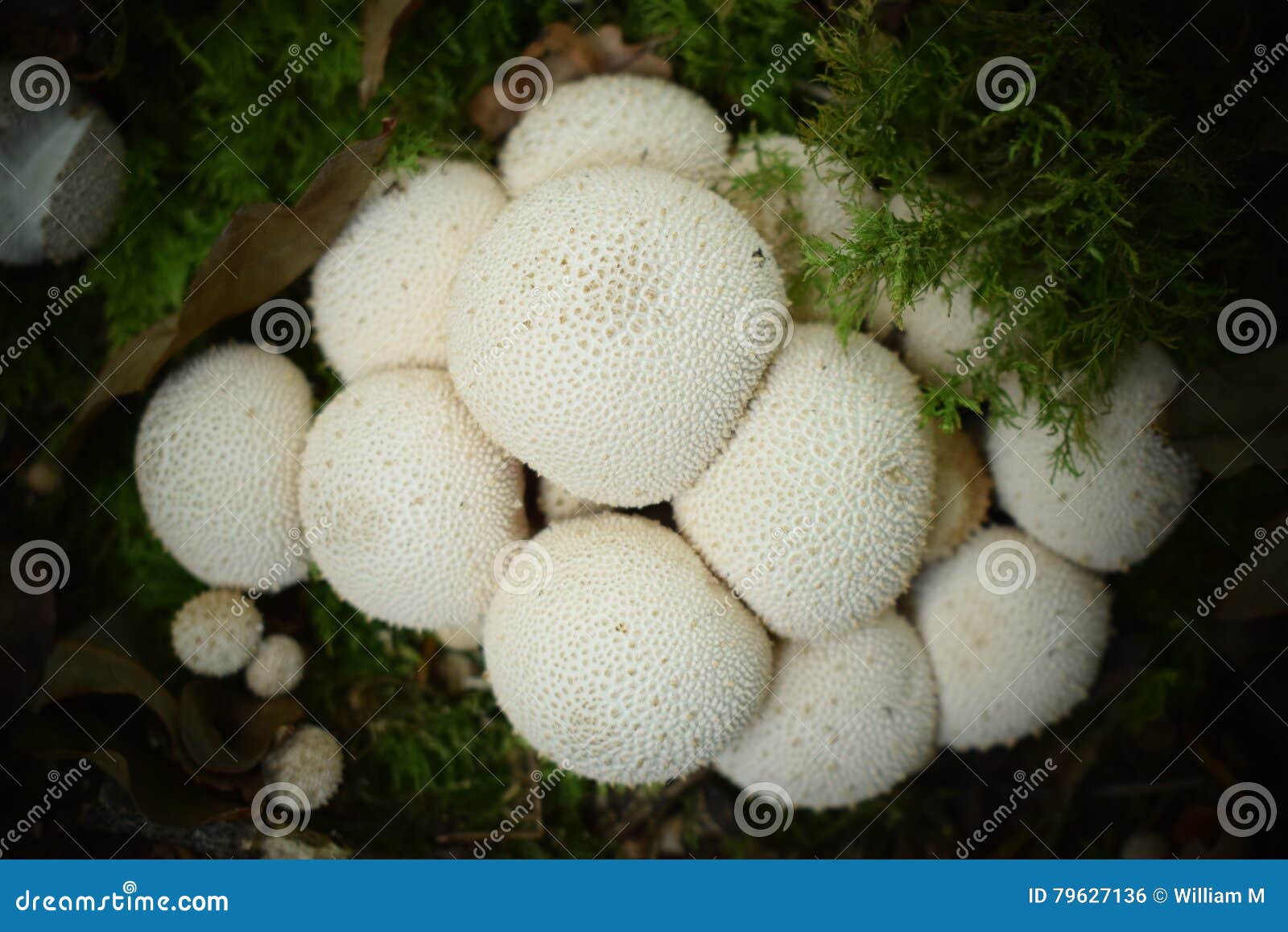 Edible Lycoperdon Perlatum Mushrooms Known As Puffball Grows On A Tree ...