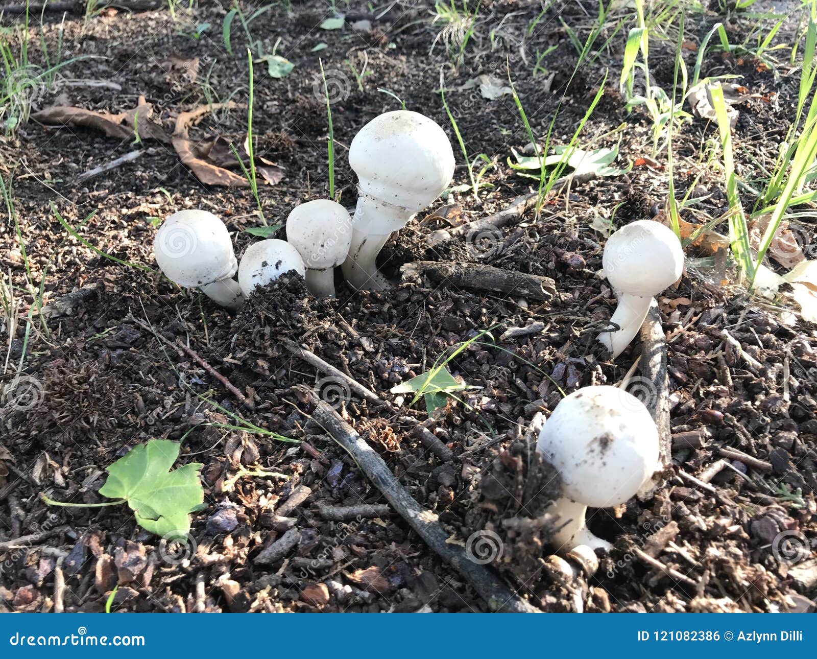 Round mushrooms stock photo. Image of fungus, white - 121082386