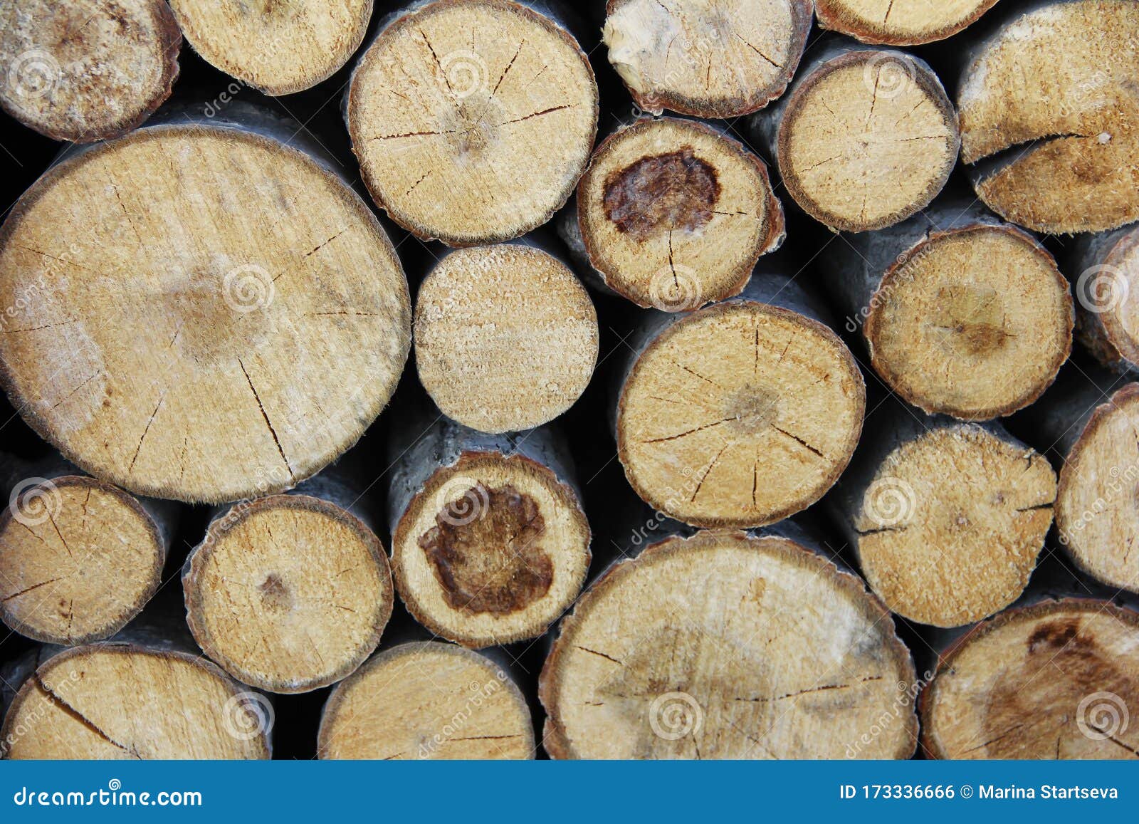 Round Natural Tree Trunk Cut with Cracks and Sawdust Stock Photo ...